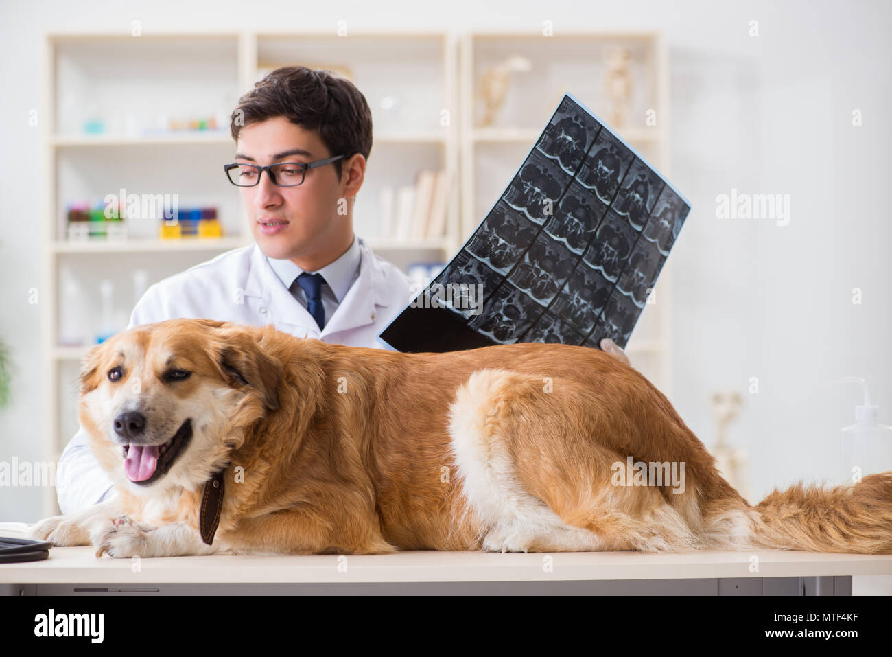 Doctor examining golden retriever dog in vet clinic Stock Photo - Alamy