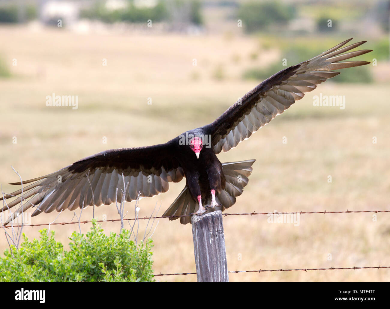 Vulture perched on fence hi-res stock photography and images - Alamy