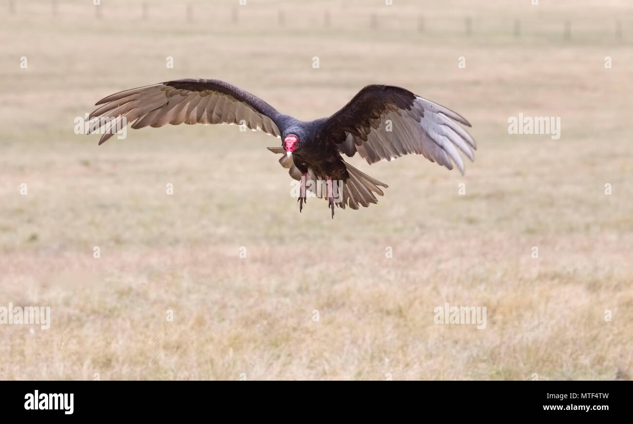 Turkey vulture landing hi-res stock photography and images - Alamy