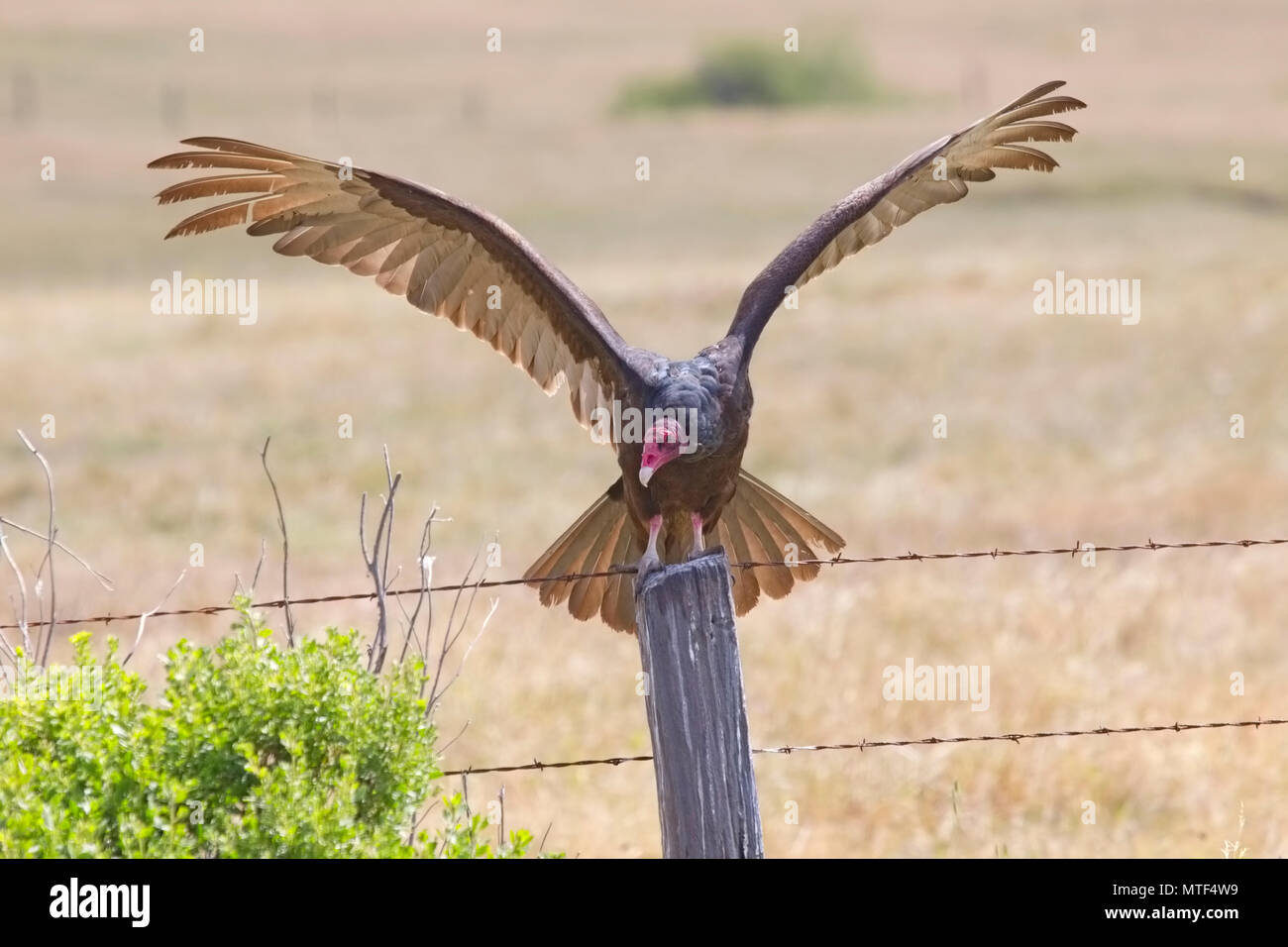 Vulture perched on fence hi-res stock photography and images - Alamy
