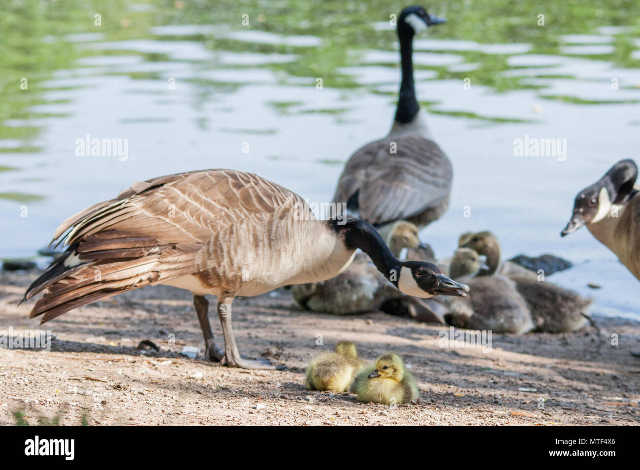 Mother Goose and baby goslings (geese) in various shots (see all) on a ...