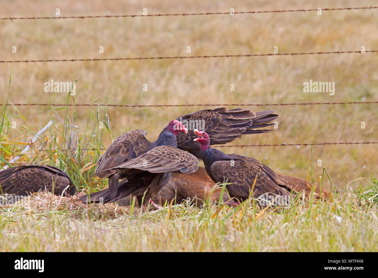 Turkey vultures fighting on a pig carcass hi-res stock photography and ...