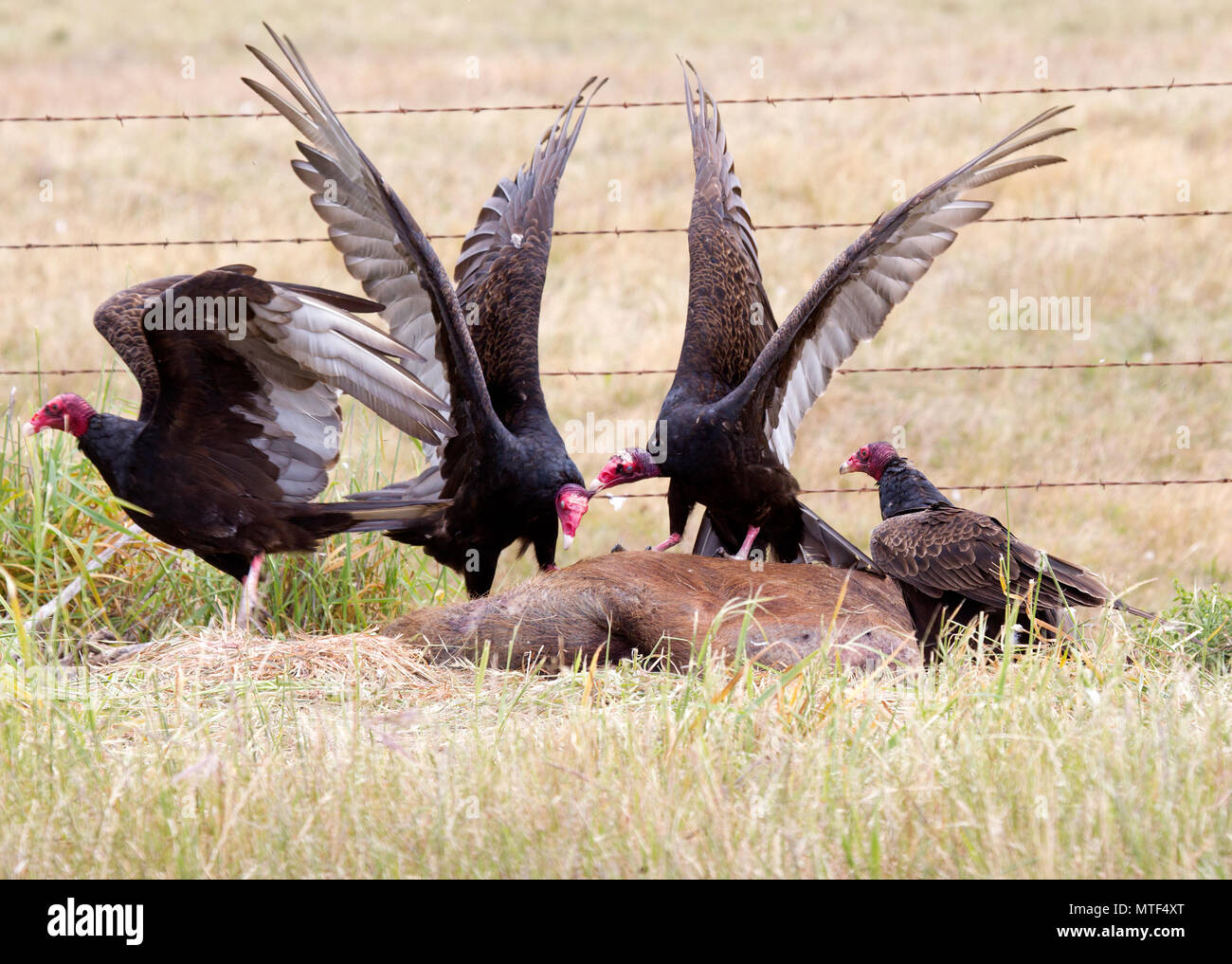 Turkey vultures fighting on a pig carcass hi-res stock photography and ...