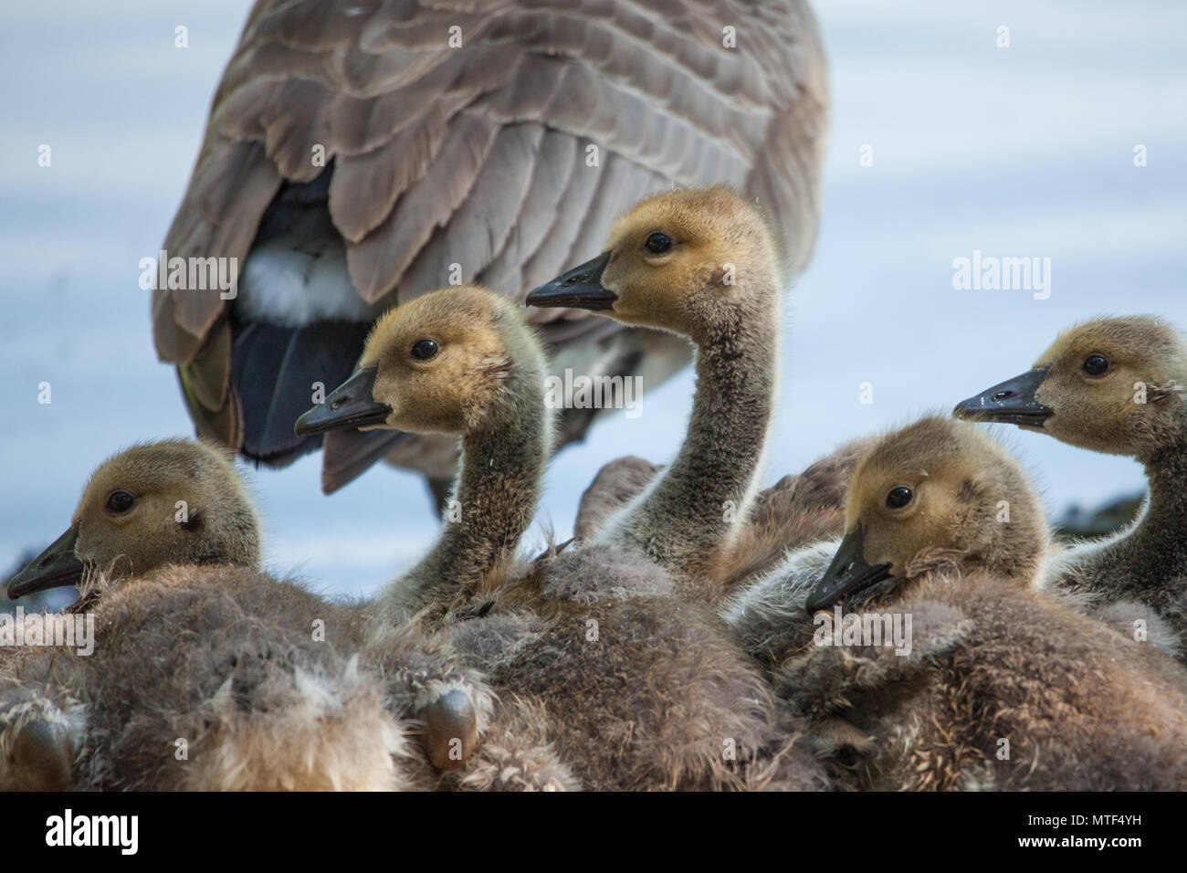 Mother Goose and baby goslings (geese) in various shots (see all) on a ...