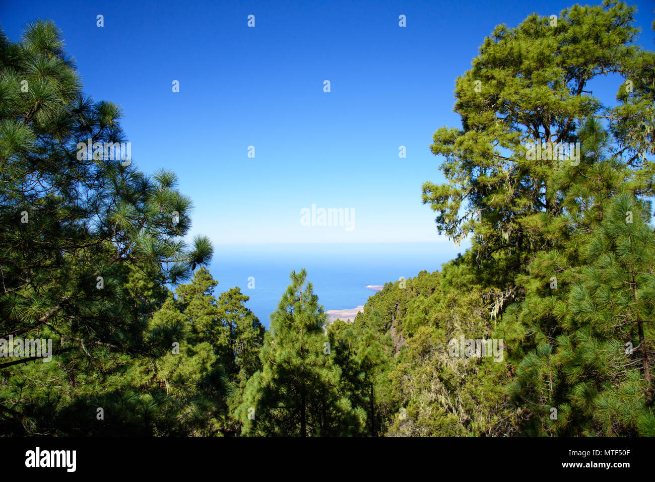 Pine tree coast atlantic ocean hi-res stock photography and images - Alamy