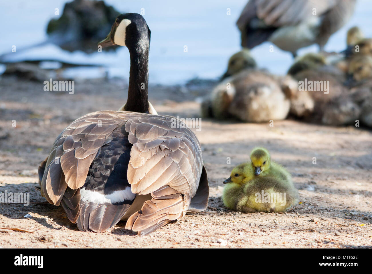Mother Goose and baby goslings (geese) in various shots (see all) on a ...