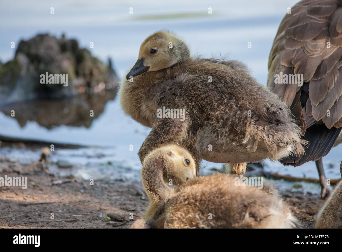Mother Goose and baby goslings (geese) in various shots (see all) on a ...