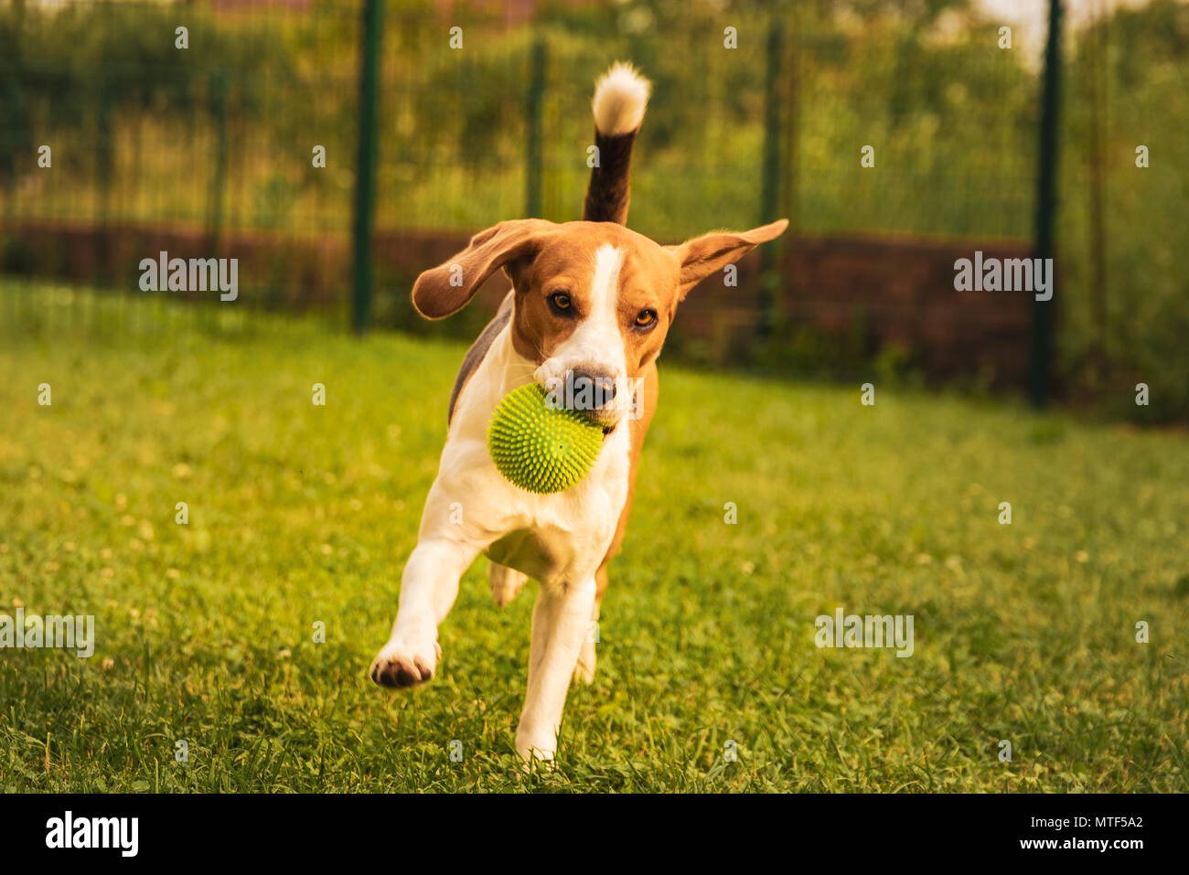 Dog playing with a ball in a garden. Playful retrieving ball back very ...