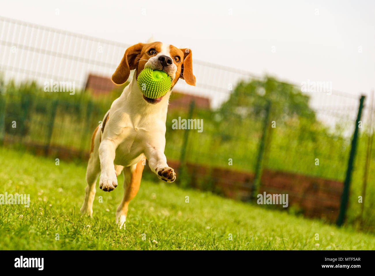 Dog playing with a ball in a garden. Playful retrieving ball back very ...
