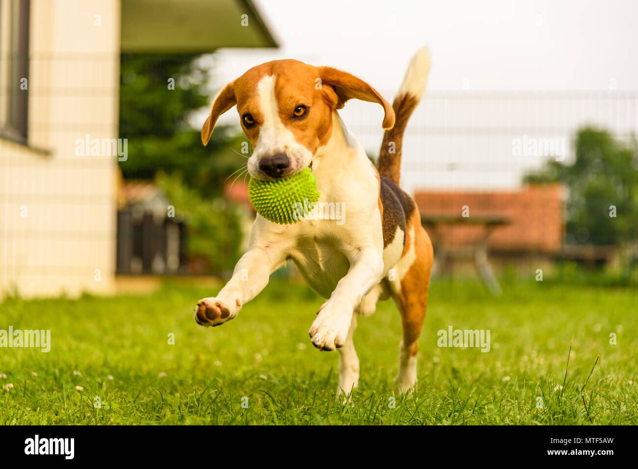 Dog playing with a ball in a garden. Playful retrieving ball back very ...