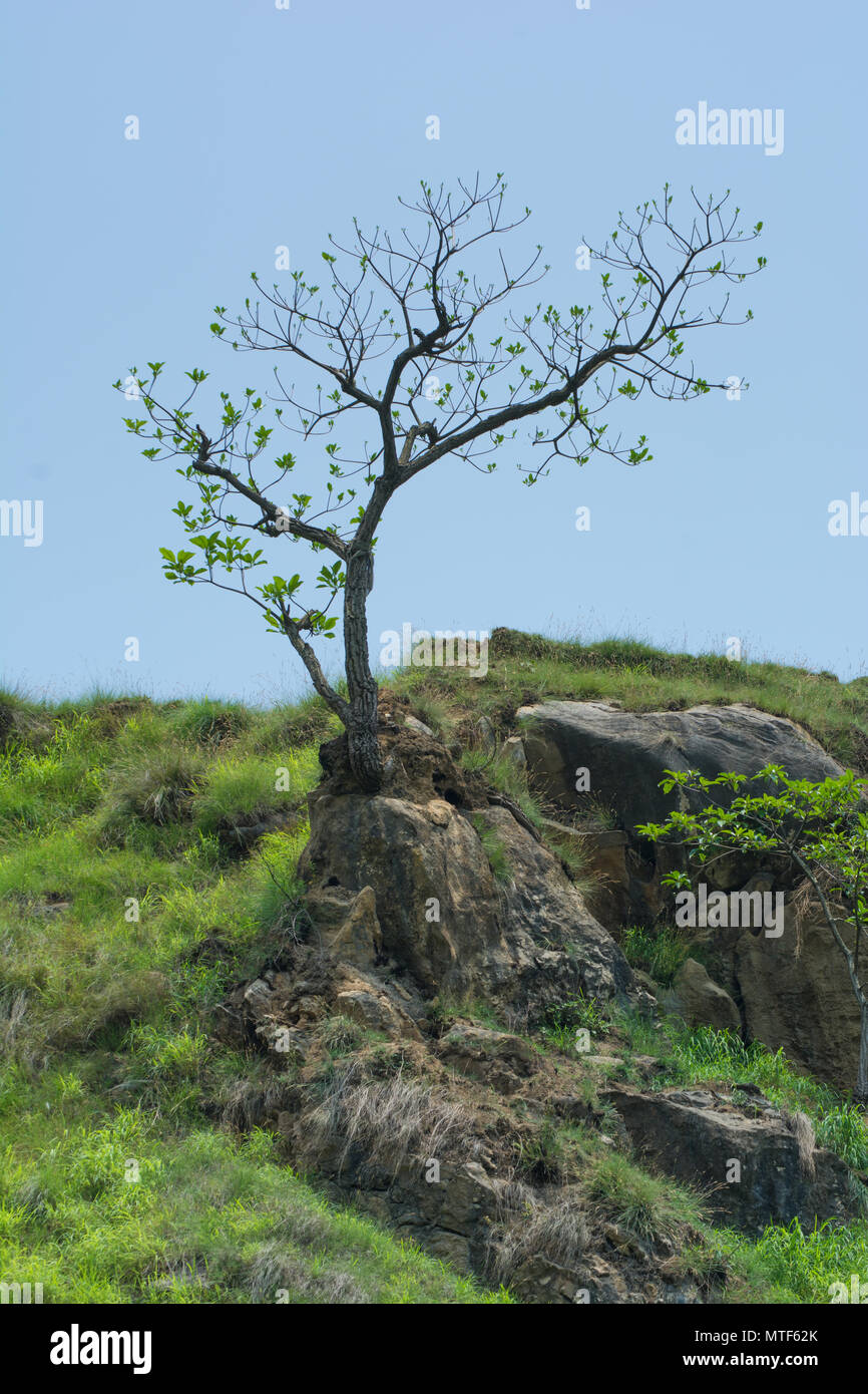 Tree on Top Stock Photo - Alamy