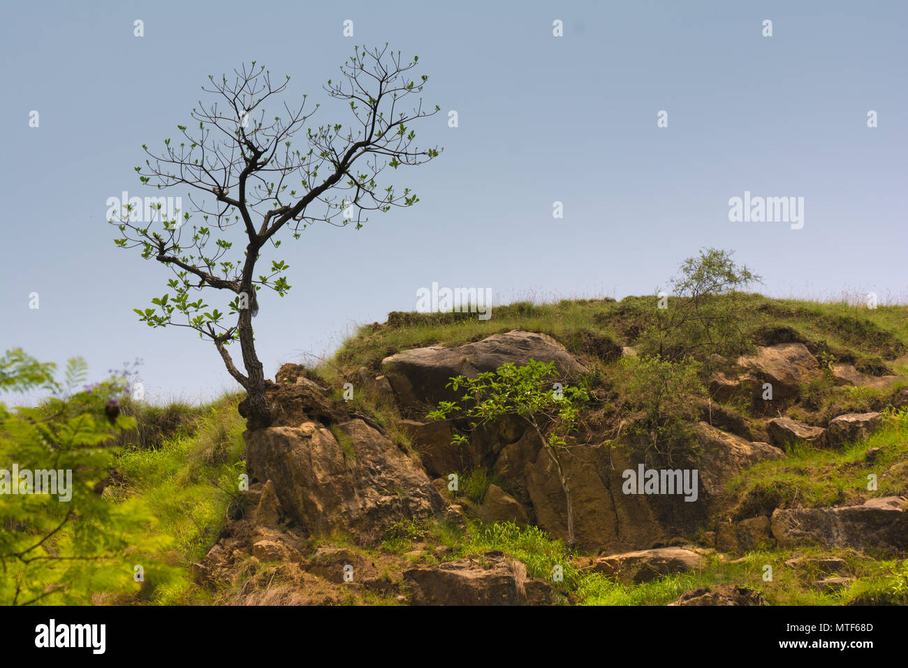 Landscape of tree only tree hi-res stock photography and images - Alamy