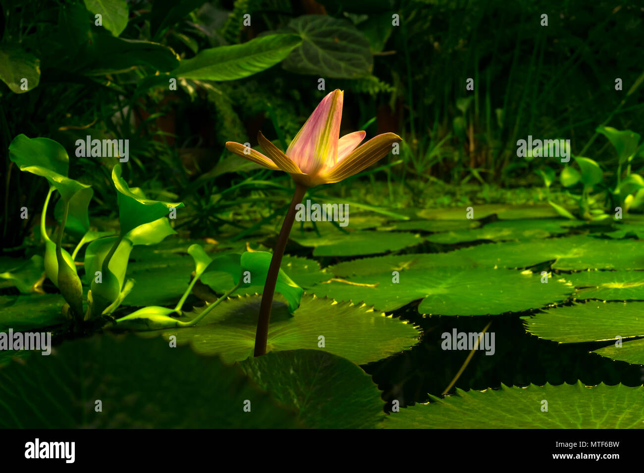 pink unopened bud of lotus rose from the shady pond overgrown with ...