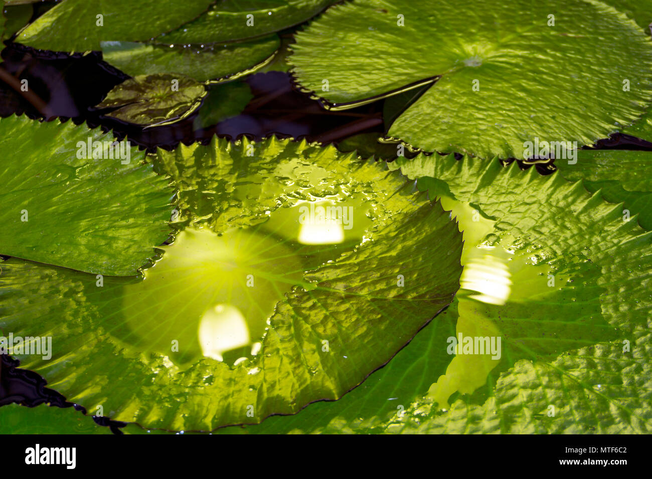 leaves of aquatic plants floating on the water surface, reflect the ...