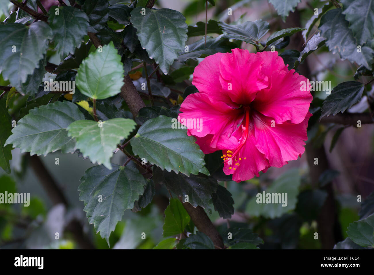 Single Beautiful Pink Flower Stock Photo - Alamy