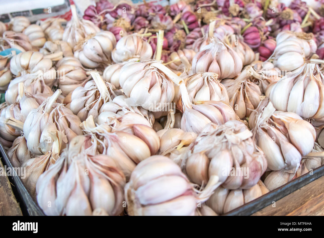 Bin of fresh local garlic for sale at local fruit and vegetable market ...
