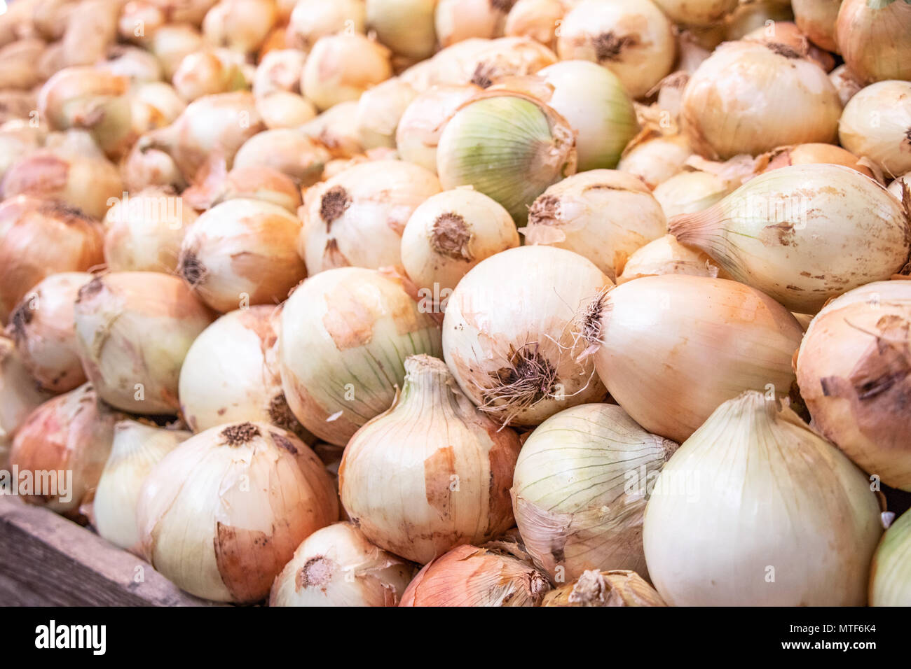Home grown onions hi-res stock photography and images - Alamy