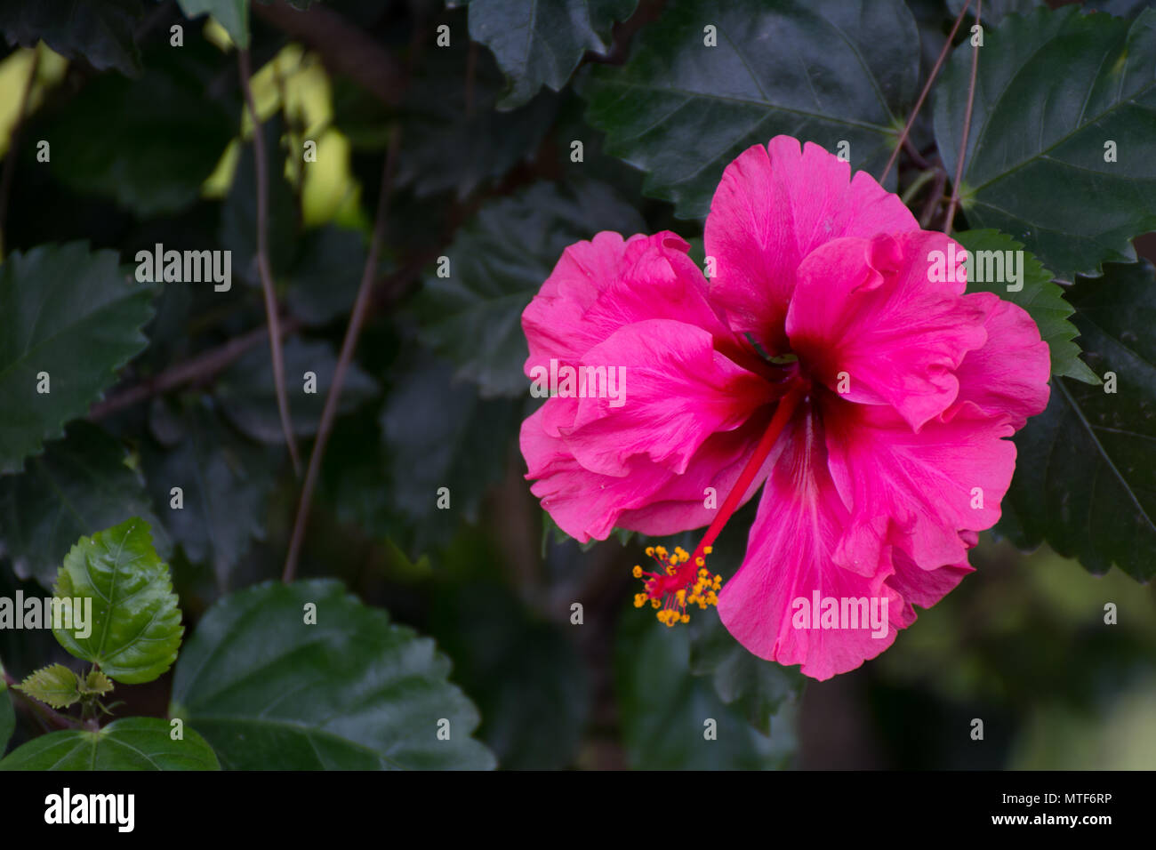 Beautiful pink color flowers hi-res stock photography and images - Alamy