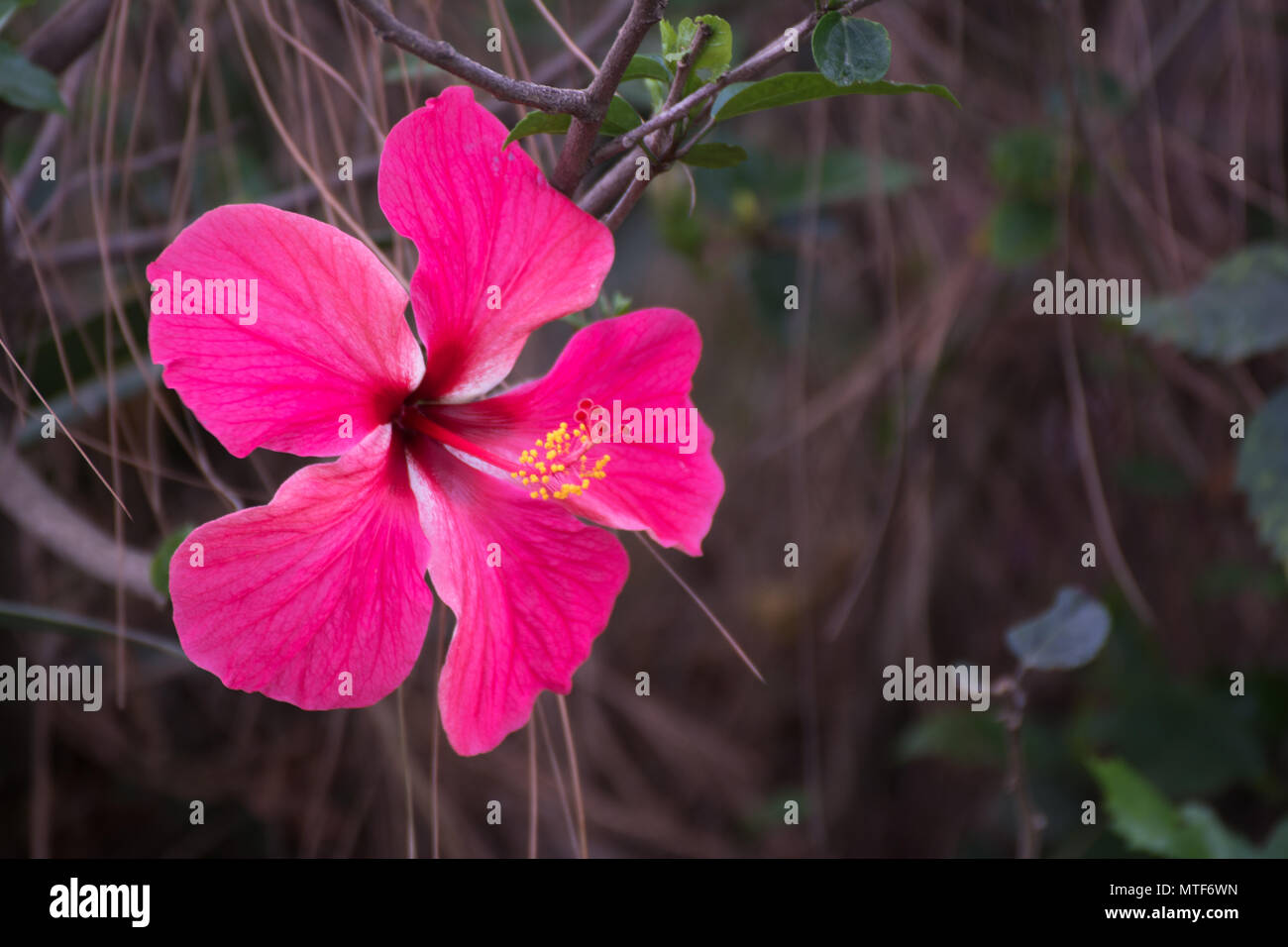 Single Pink Flower Stock Photo - Alamy