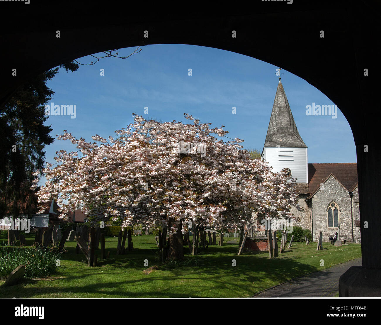 St.Nicolas Church and churchyard with cherry trees in bloom, Great Bookham, Surrey Stock Photo ...