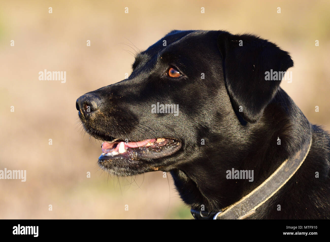 Black labrador head shot hi-res stock photography and images - Alamy