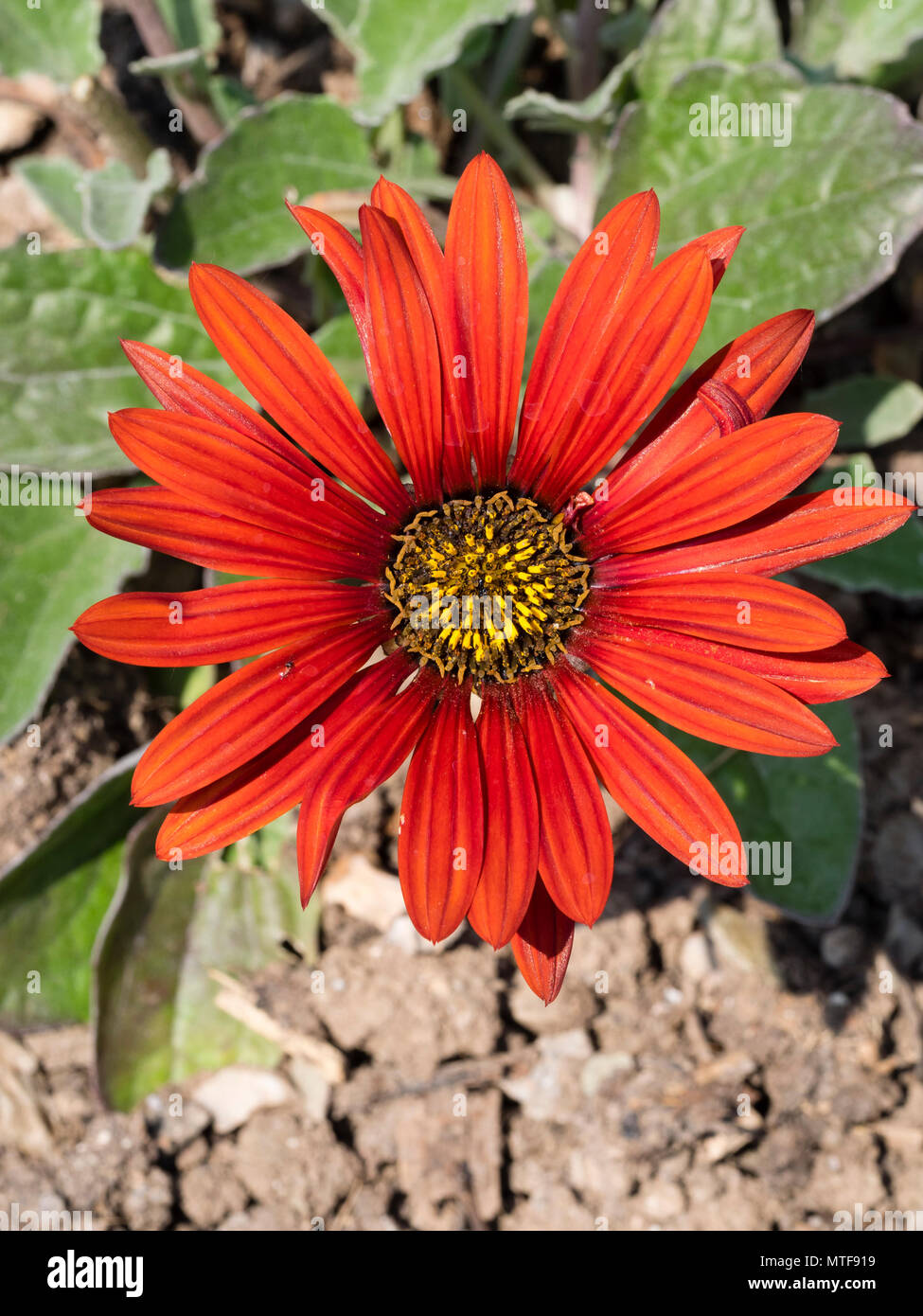 Single flower of the red petalled ornamental South African daisy ...
