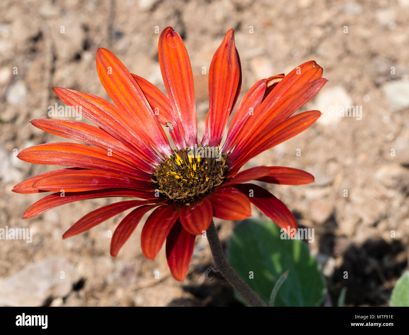 Single flower of the red petalled ornamental South African daisy ...