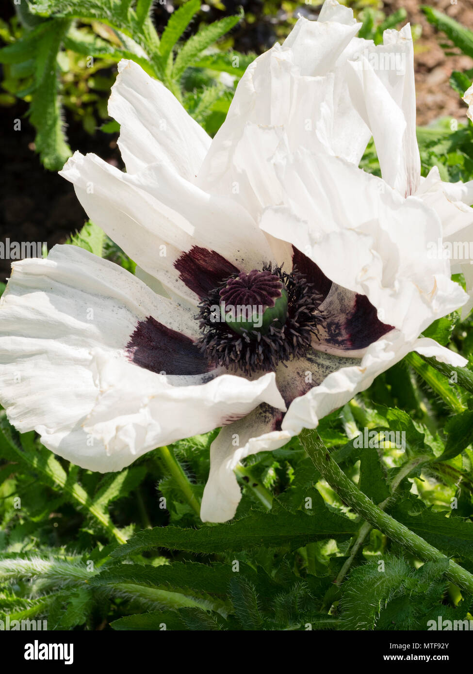 White flower with dark center hi-res stock photography and images - Alamy