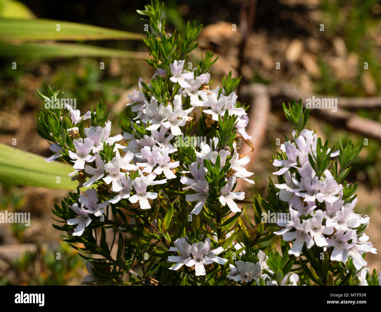 Pink spotted white late Spring flowers of the Eastern Australian ...