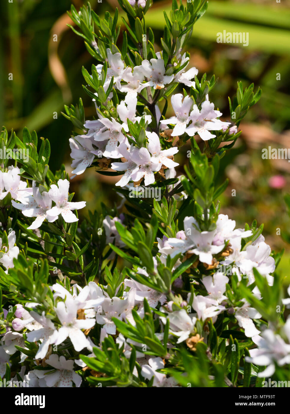 Pink spotted white late Spring flowers of the Eastern Australian ...