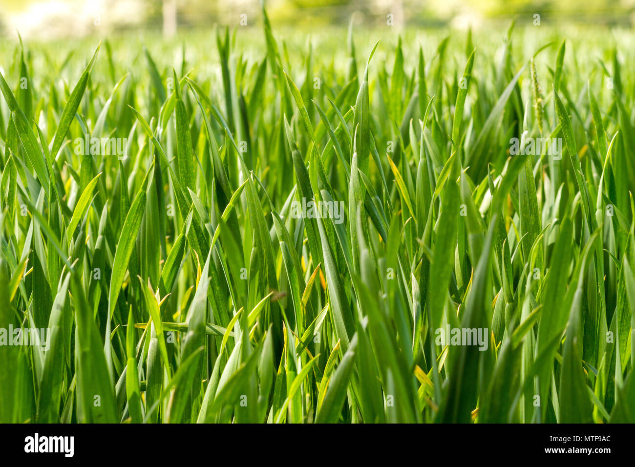 Corn field texture hi-res stock photography and images - Alamy