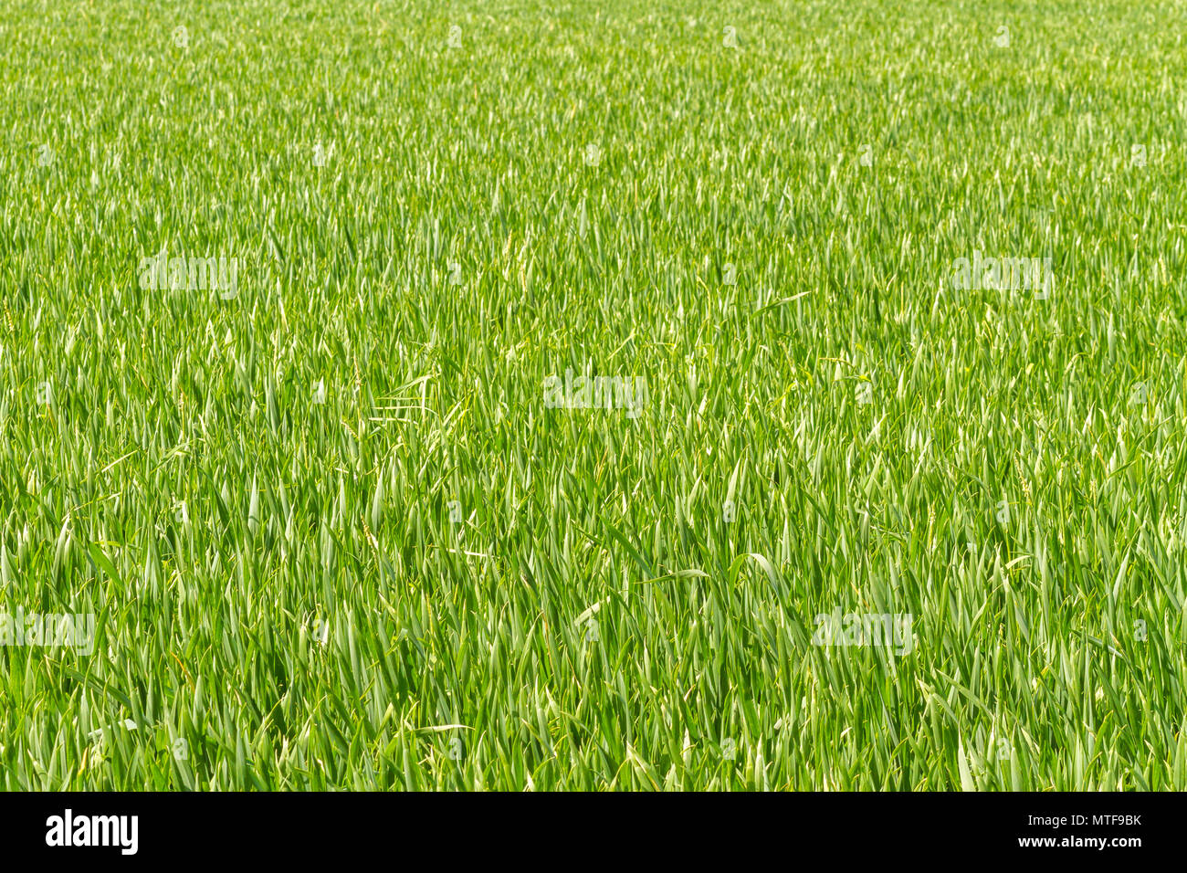 Corn field texture hi-res stock photography and images - Alamy