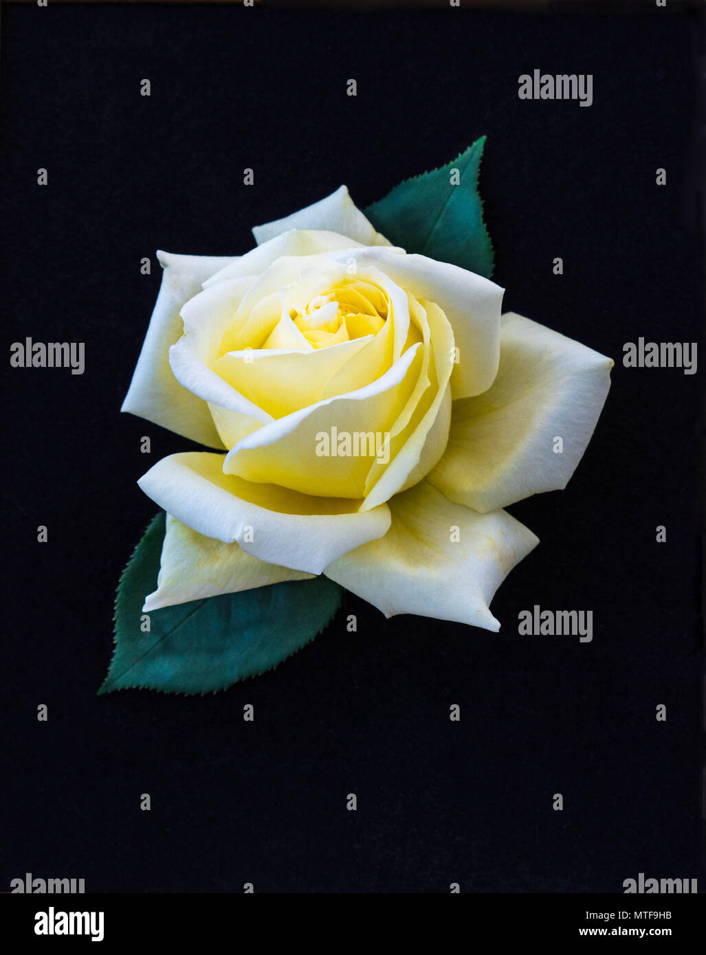Rose Display High Resolution Stock Photography and Images - Alamy