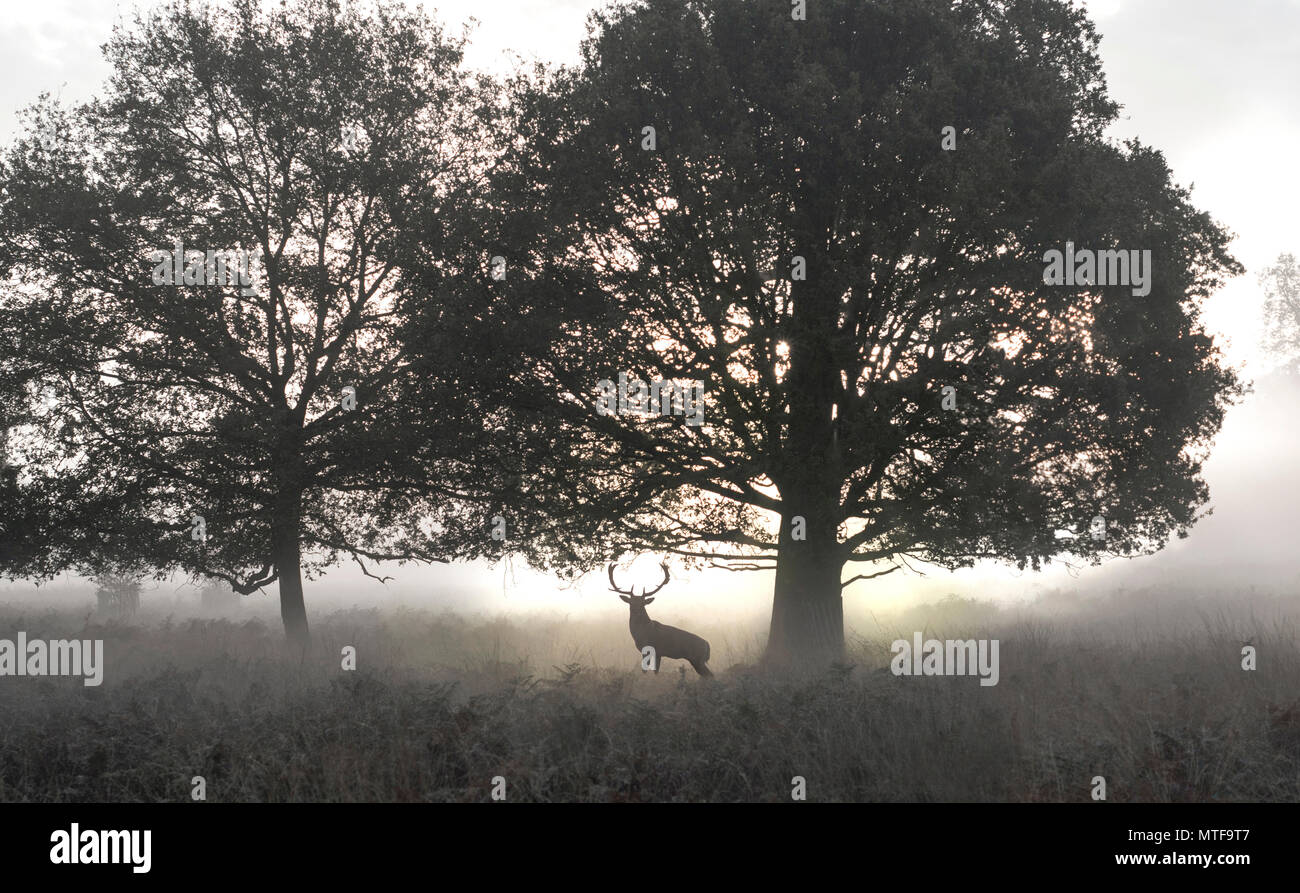 Reddeer hi-res stock photography and images - Alamy