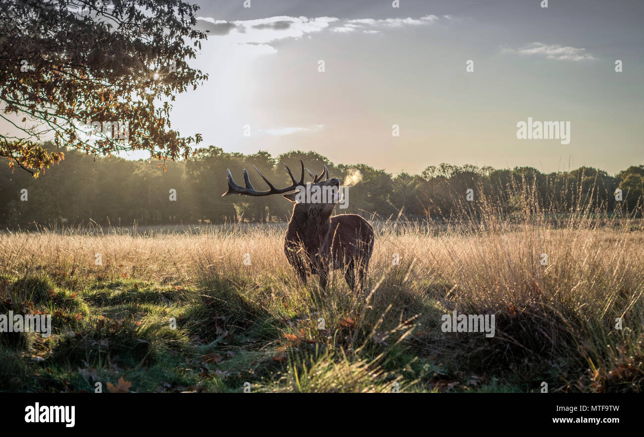 Stagdeer hi-res stock photography and images - Alamy