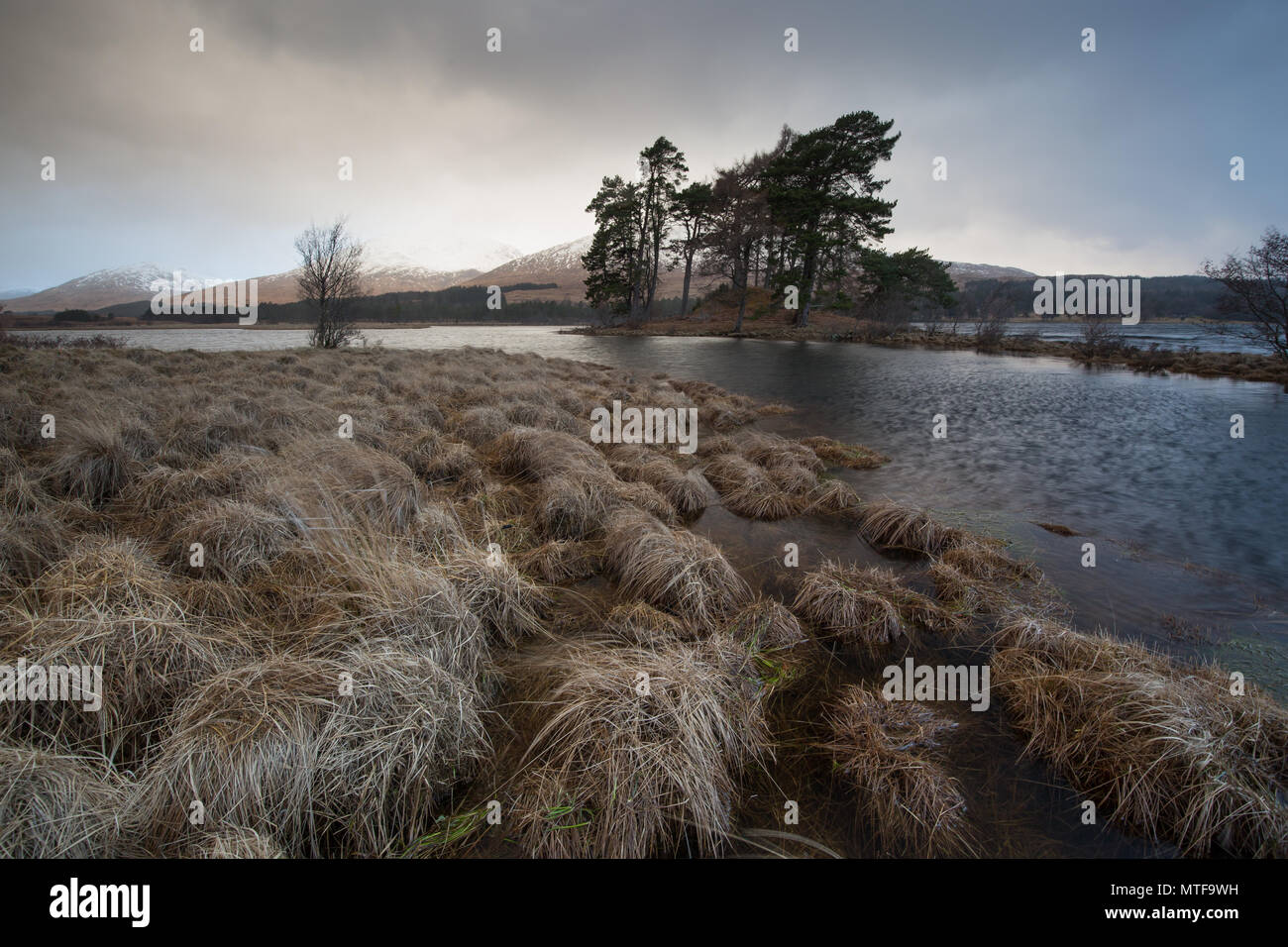 Chequered skipper butterfly scotland hi-res stock photography and ...