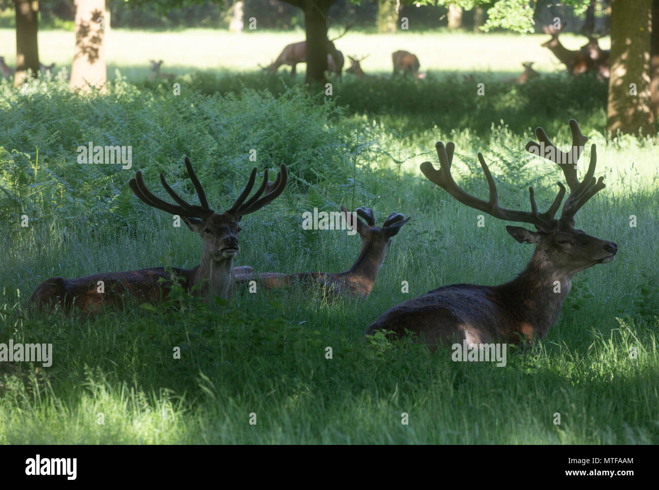 The roebuck richmond hi-res stock photography and images - Alamy