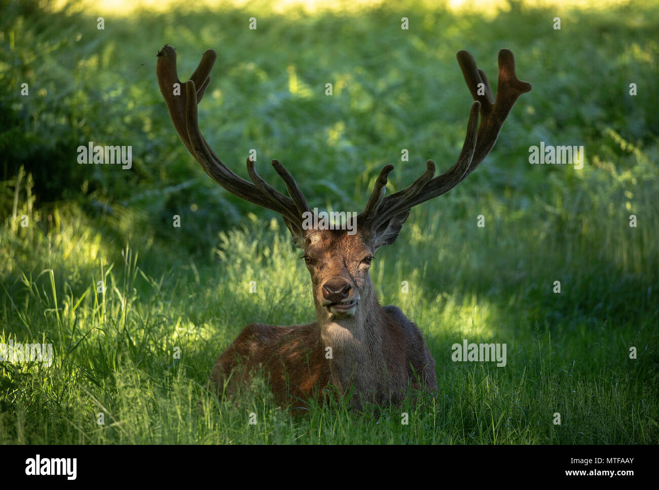 The roebuck richmond hi-res stock photography and images - Alamy