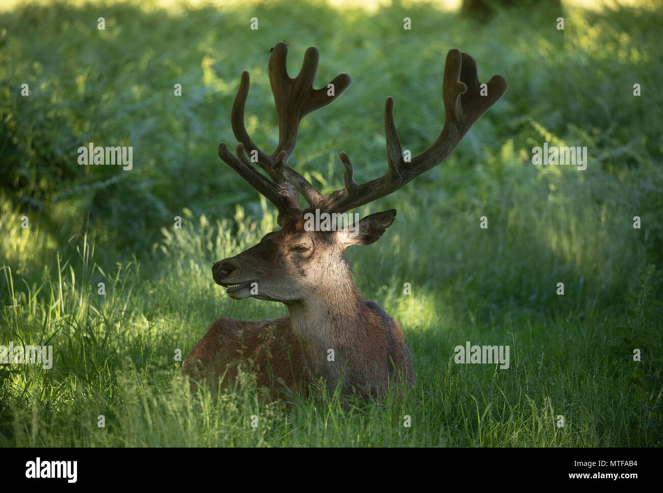 The roebuck richmond hi-res stock photography and images - Alamy