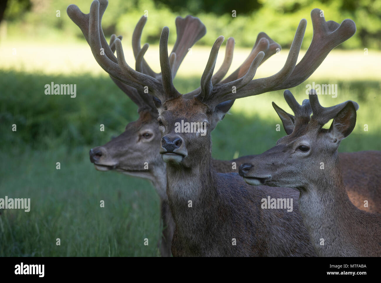 The roebuck richmond hi-res stock photography and images - Alamy