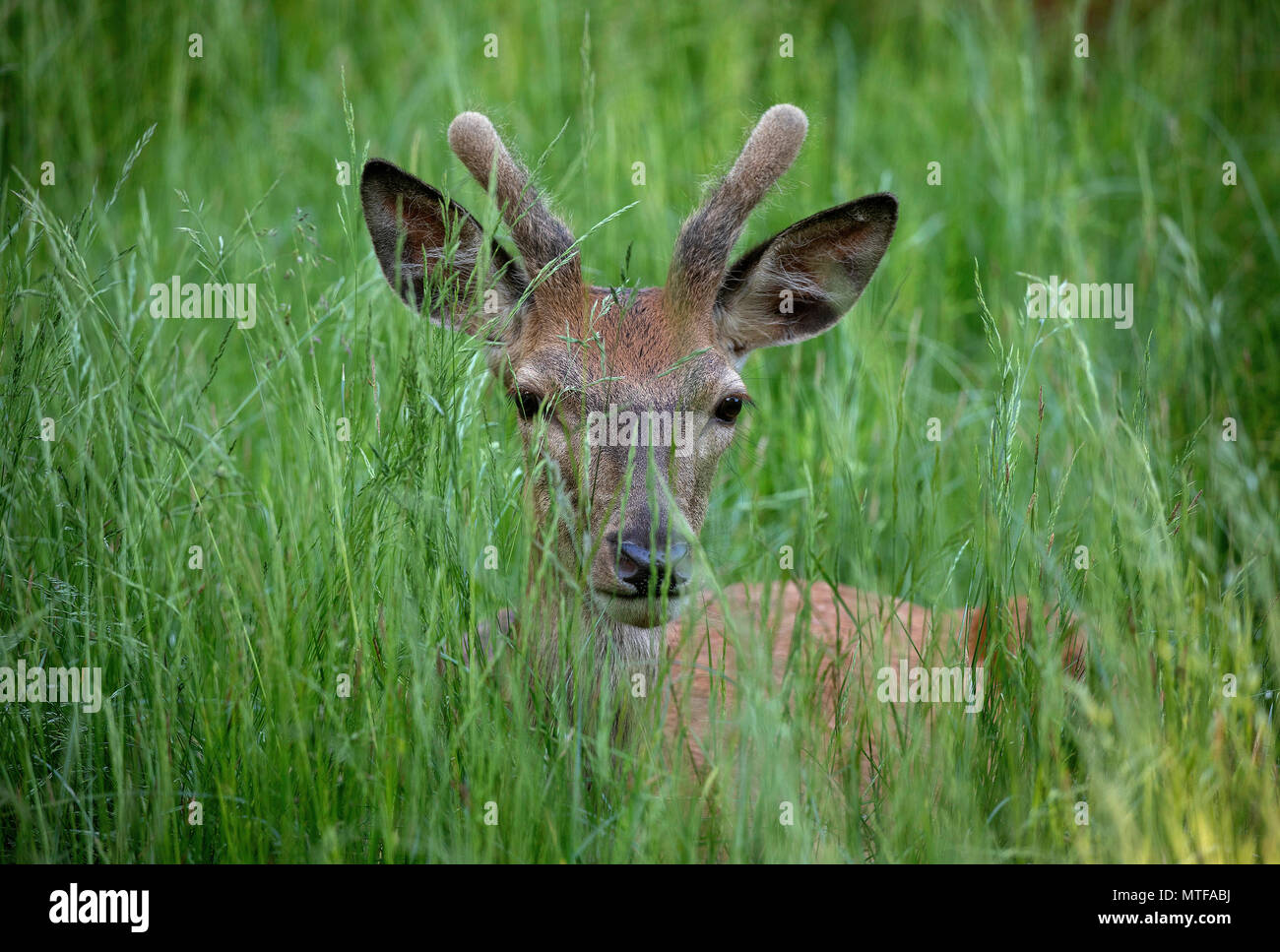 The roebuck richmond hi-res stock photography and images - Alamy