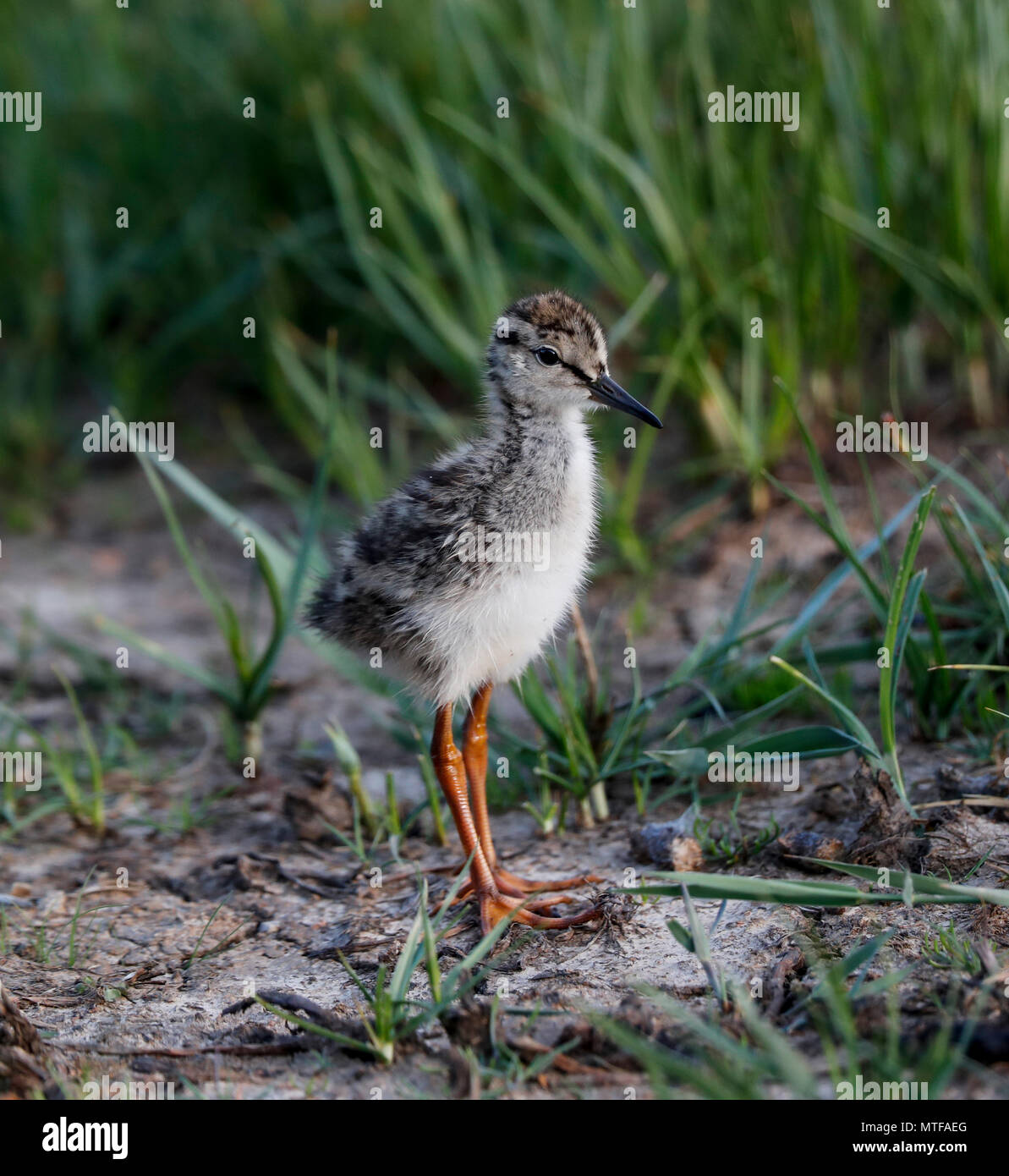 Tringa totanus charadriiformes hi-res stock photography and images - Alamy