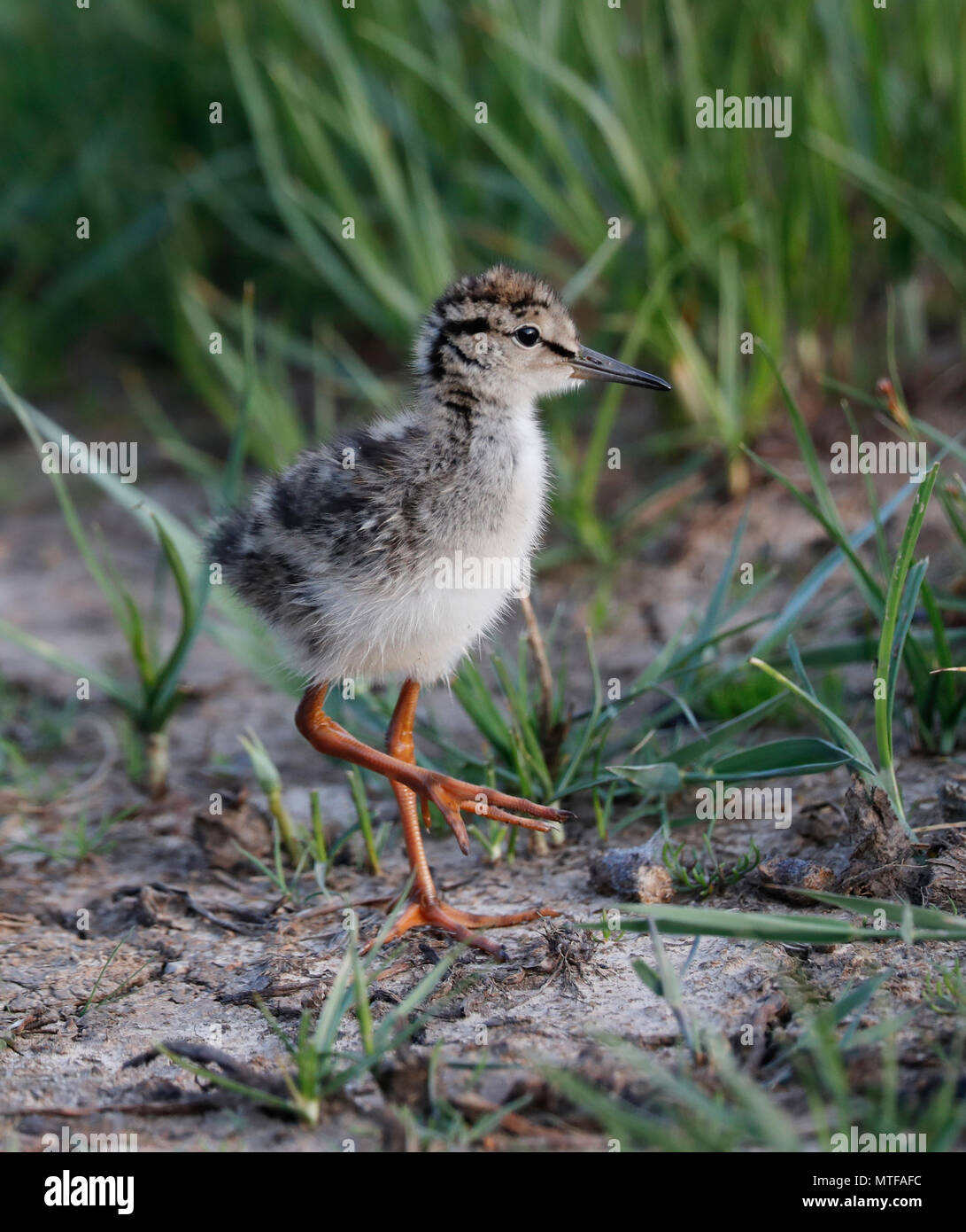 Tetanus baby hi-res stock photography and images - Alamy