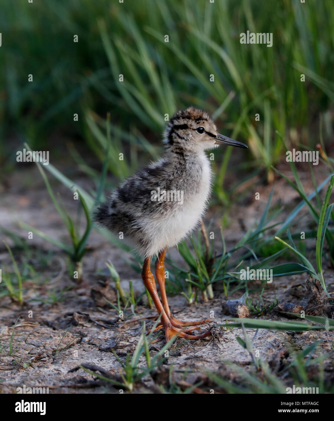Tetanus baby hi-res stock photography and images - Alamy