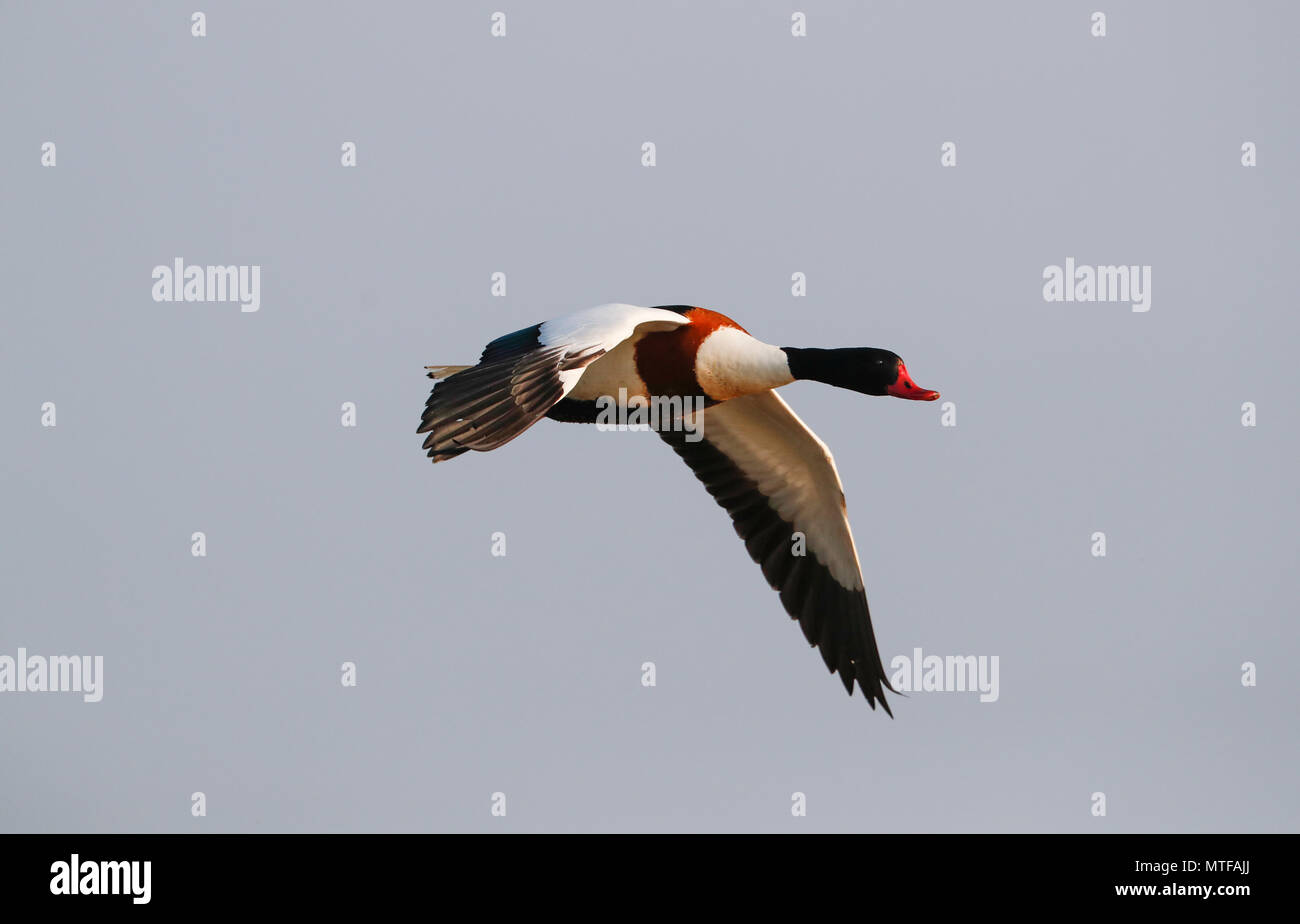 Common shelduck in flight hi-res stock photography and images - Alamy