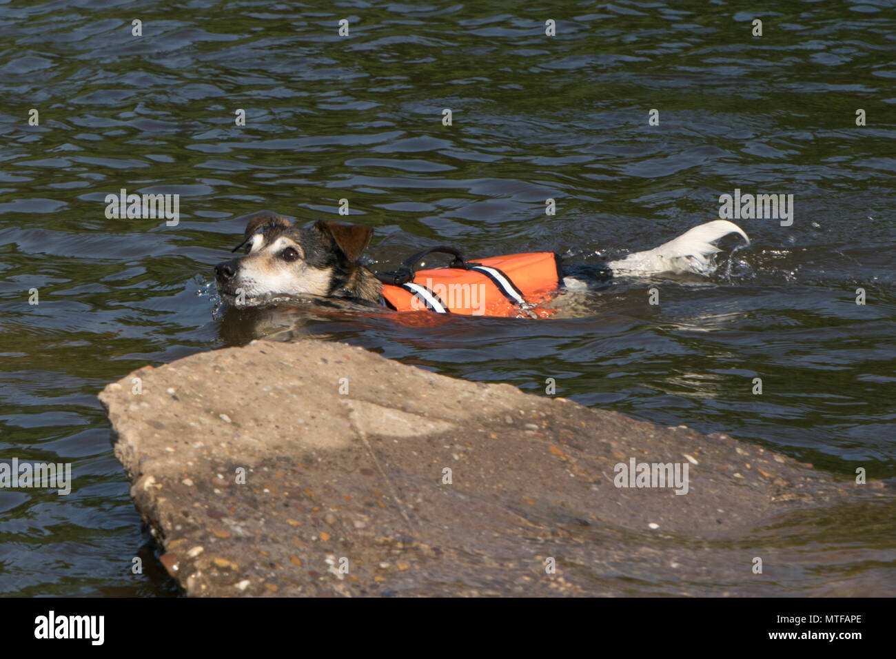 100th fighter squadron hi-res stock photography and images - Alamy