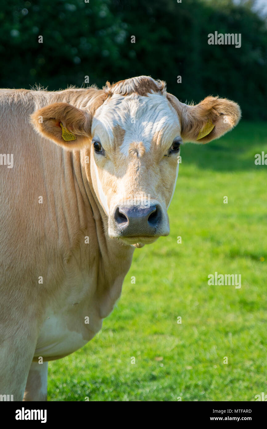 Cows next to the river Trent, Notthinghamshire Stock Photo - Alamy