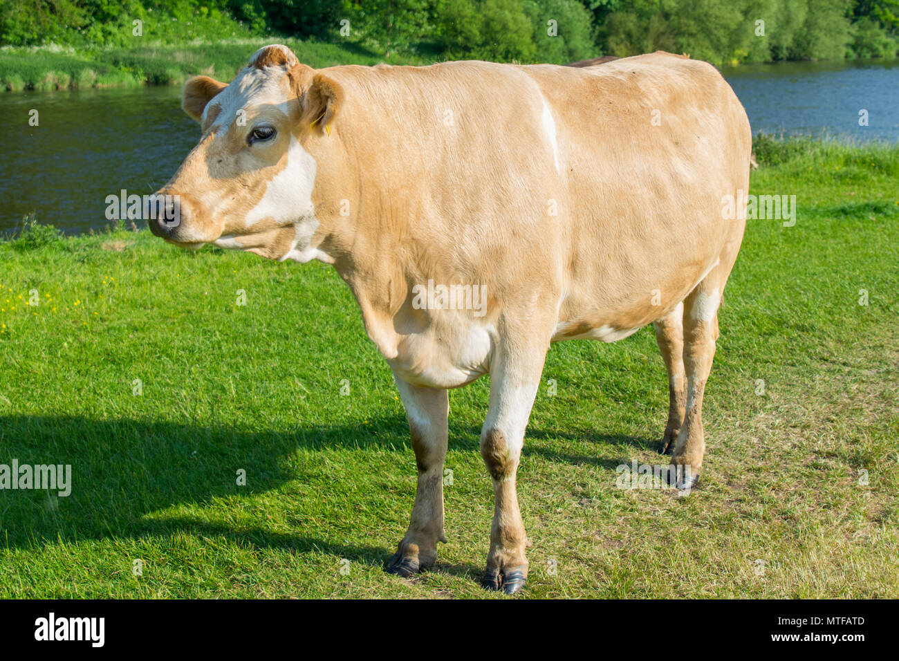 Cows next to the river Trent, Notthinghamshire Stock Photo - Alamy