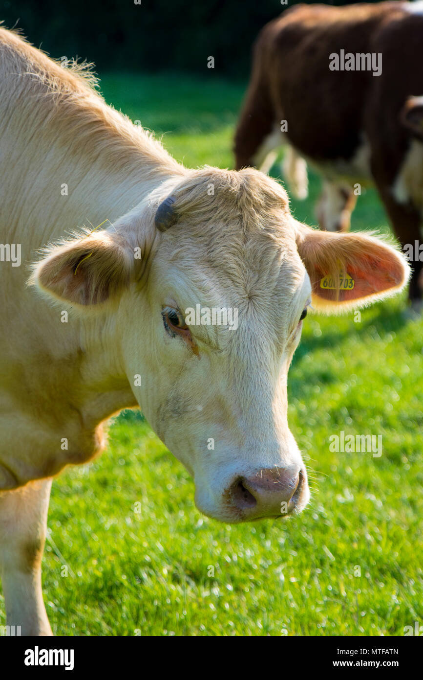 Cows next to the river Trent, Notthinghamshire Stock Photo - Alamy