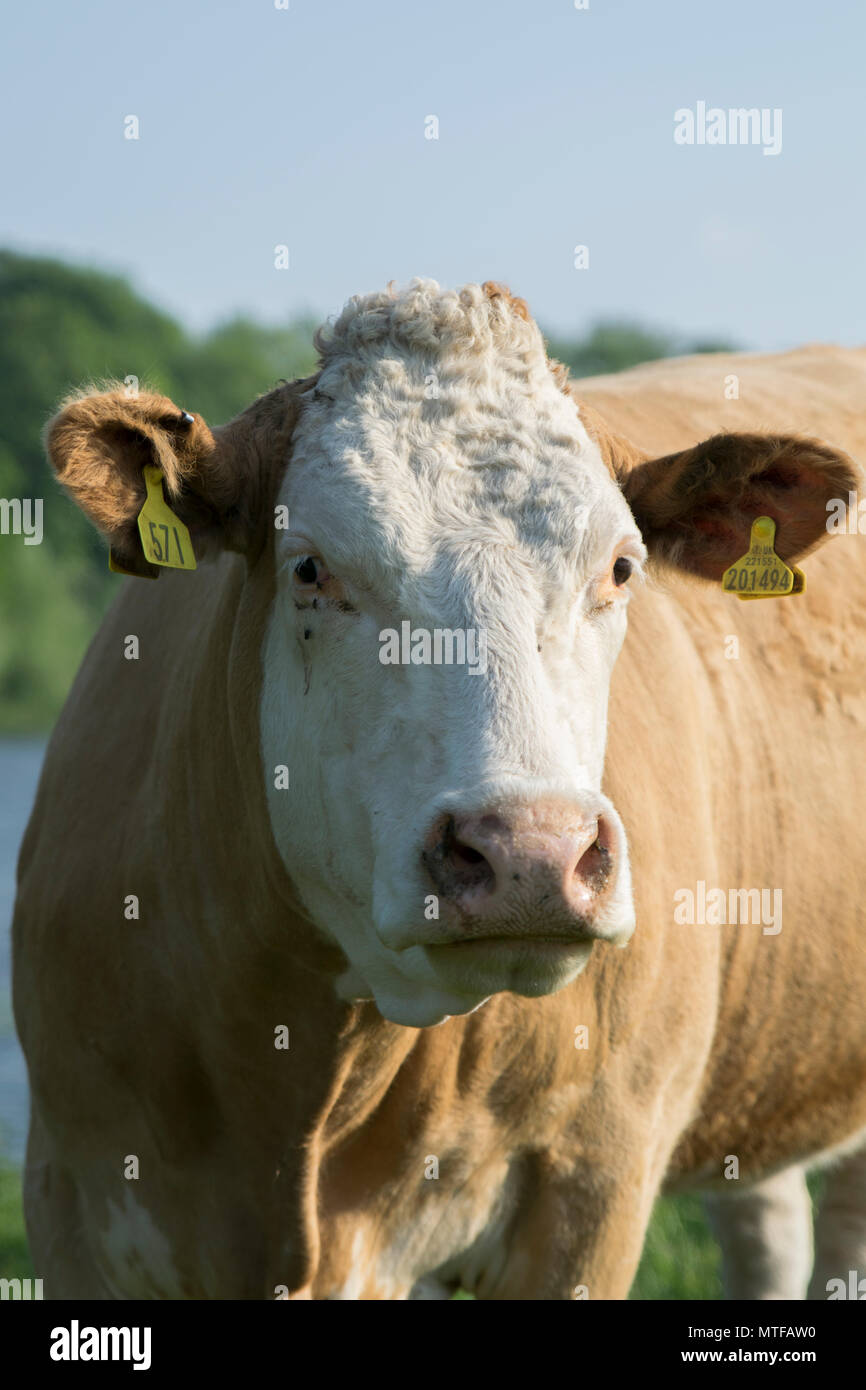 Cows next to the river Trent, Notthinghamshire Stock Photo - Alamy